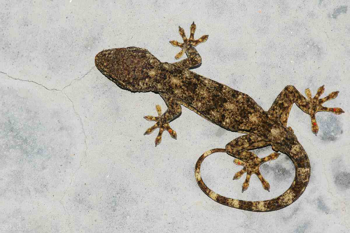 Geckos are not poisonous, but they are classified as one of the five ...