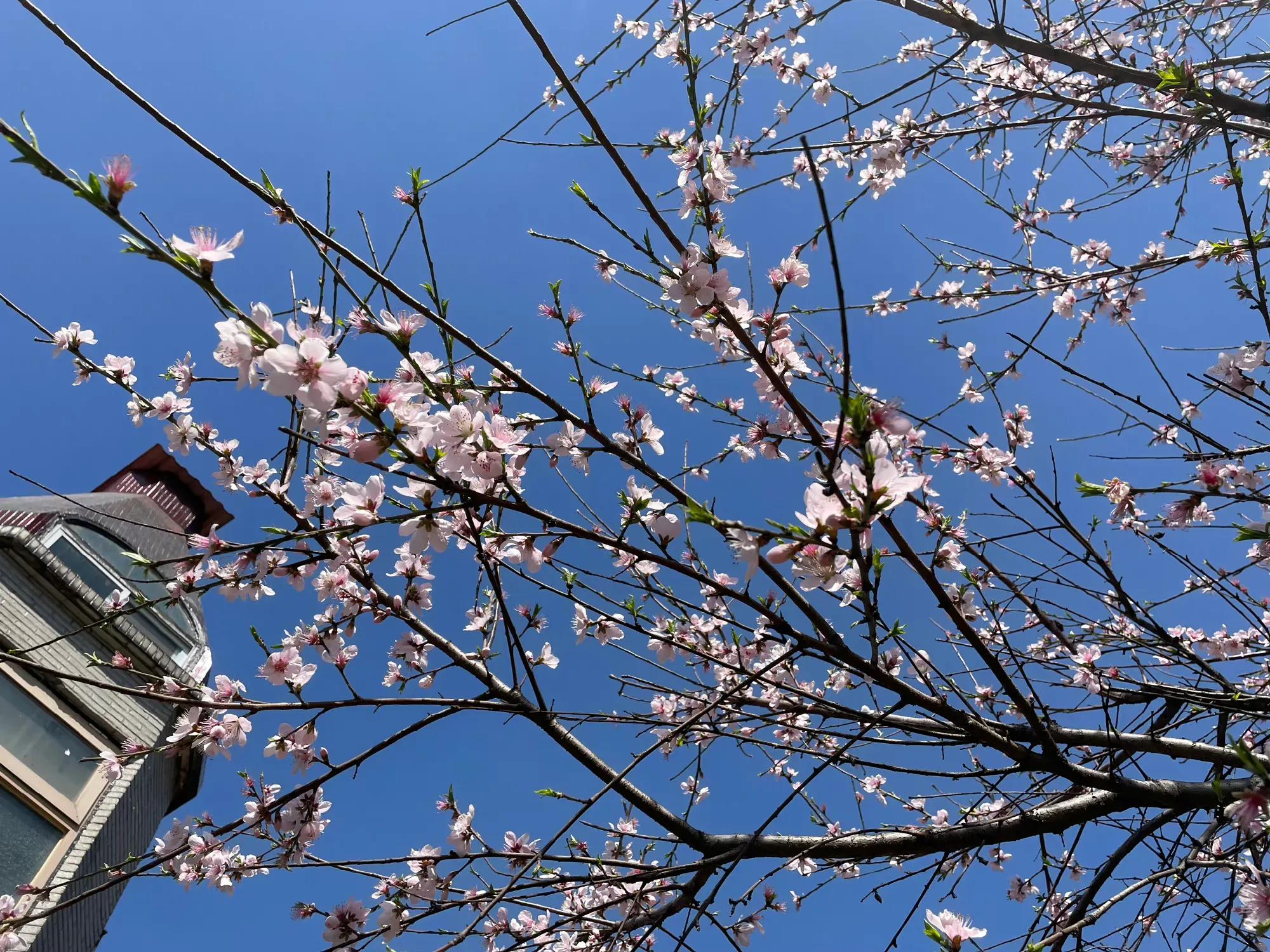 100 poems about peach blossoms, stunning the whole spring - iMedia