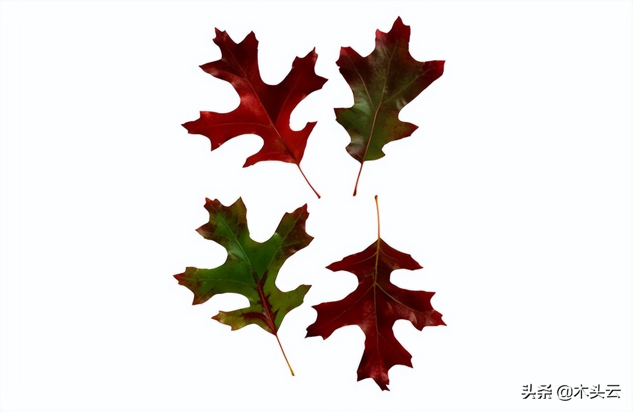 The 10 Most Common Hardwood Trees in North America - iNEWS