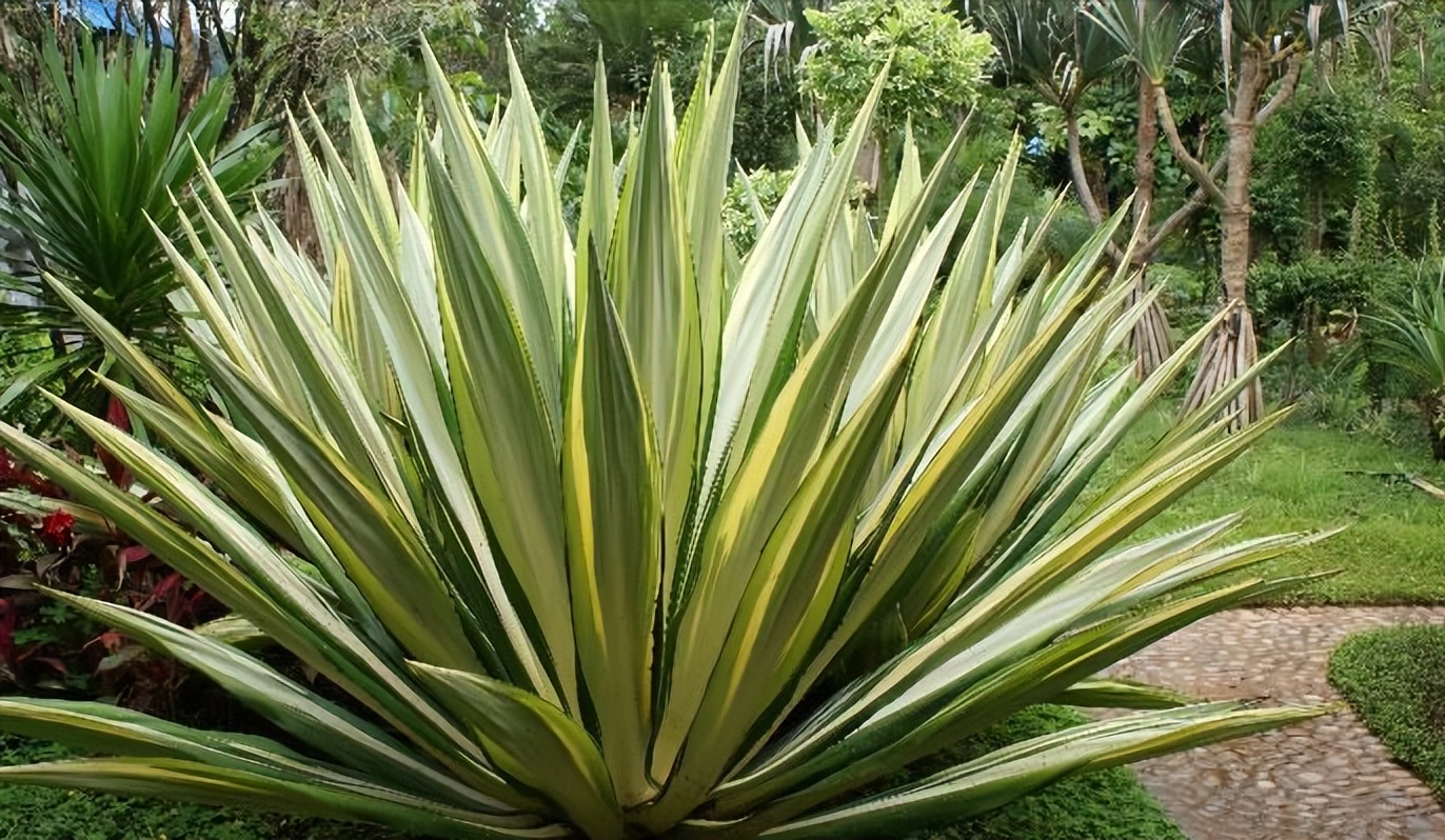 Sun plants play an important role in ecology and can be used in places ...