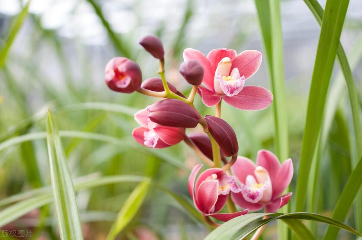 How to grow orchids in summer - iNEWS