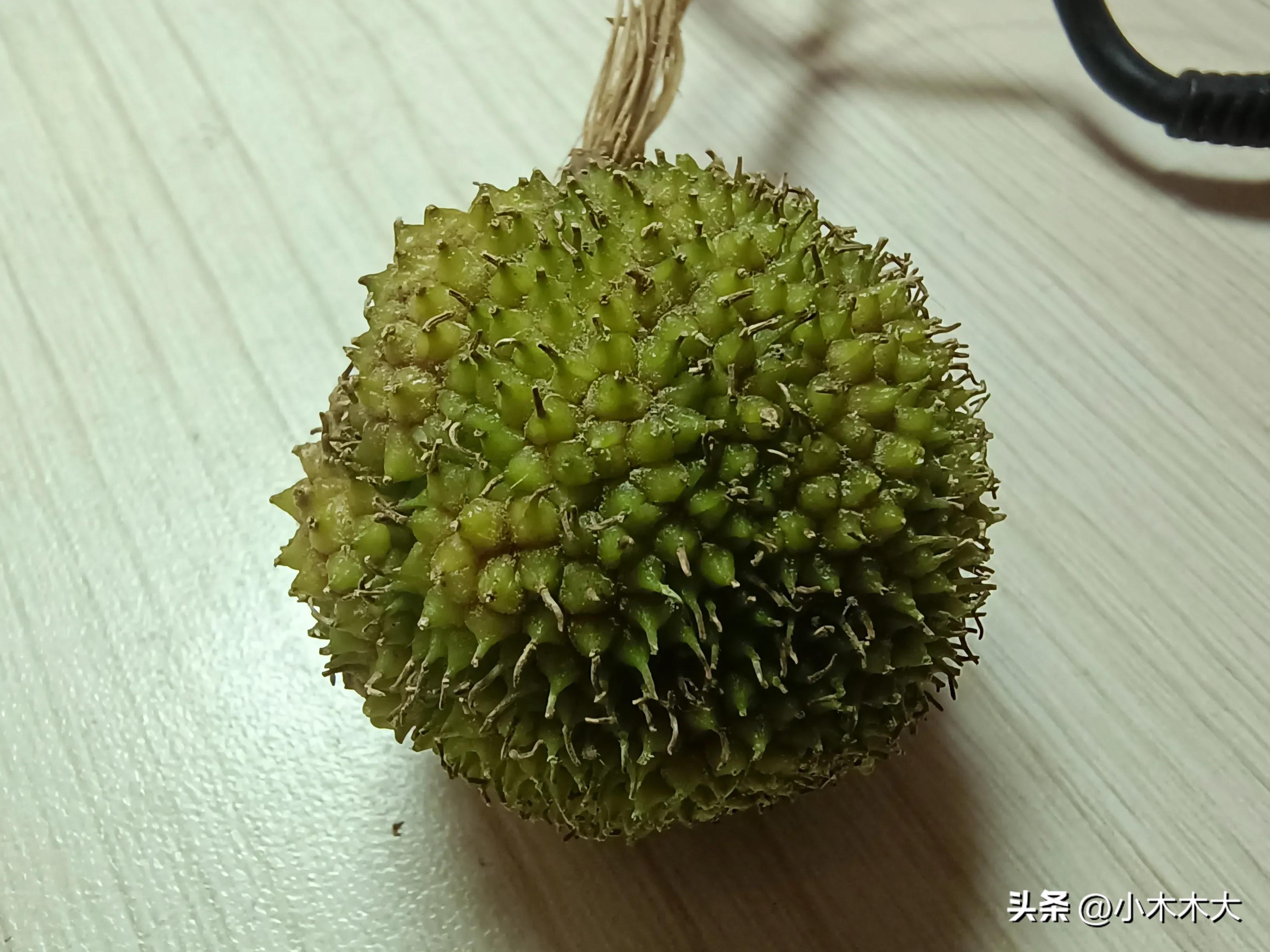 What is the fruit ball of the sycamore tree? - iNEWS