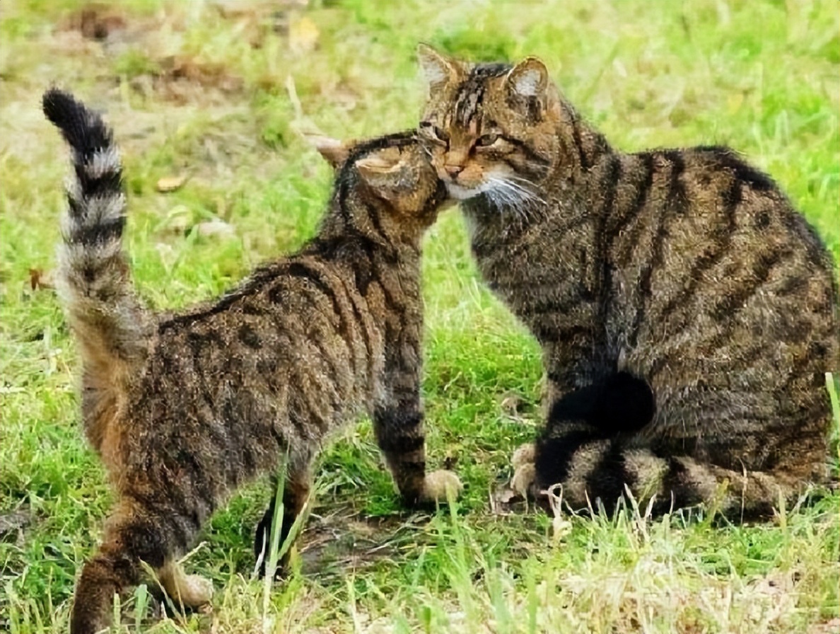 Xinjiang prairie tabby cat, the king of the prairie, cannot be killed ...