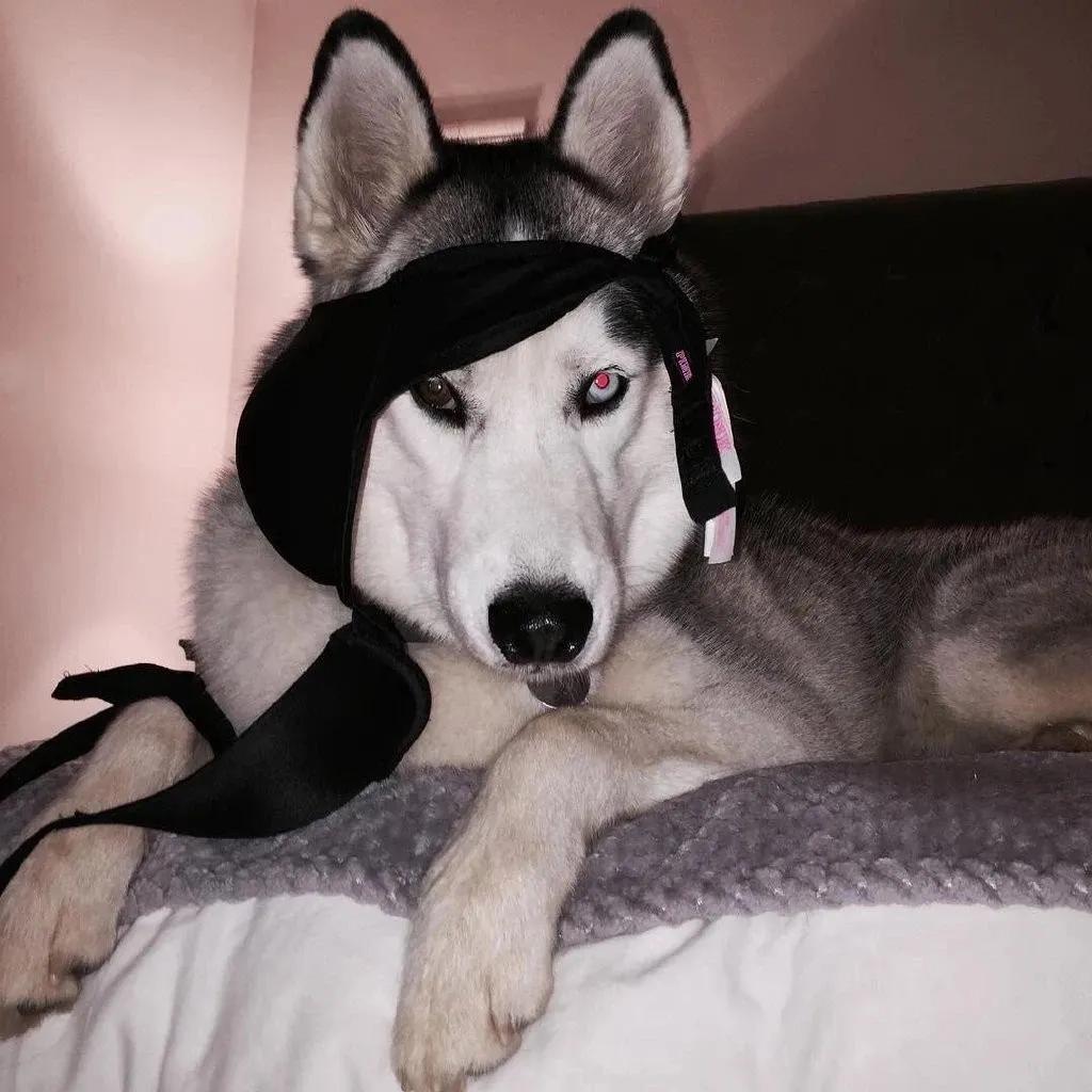 Funny niche avatar - iNEWS