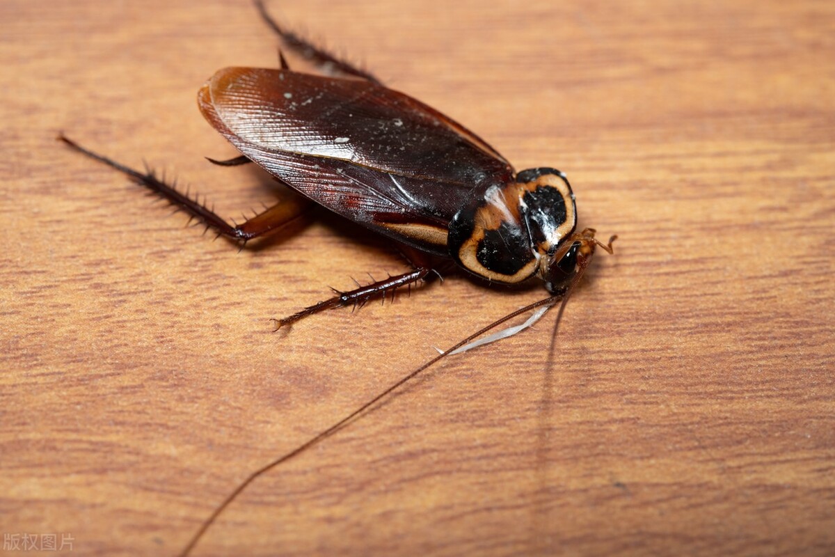 Be careful, your kitchen may already be a cockroach-infested area! - iNEWS