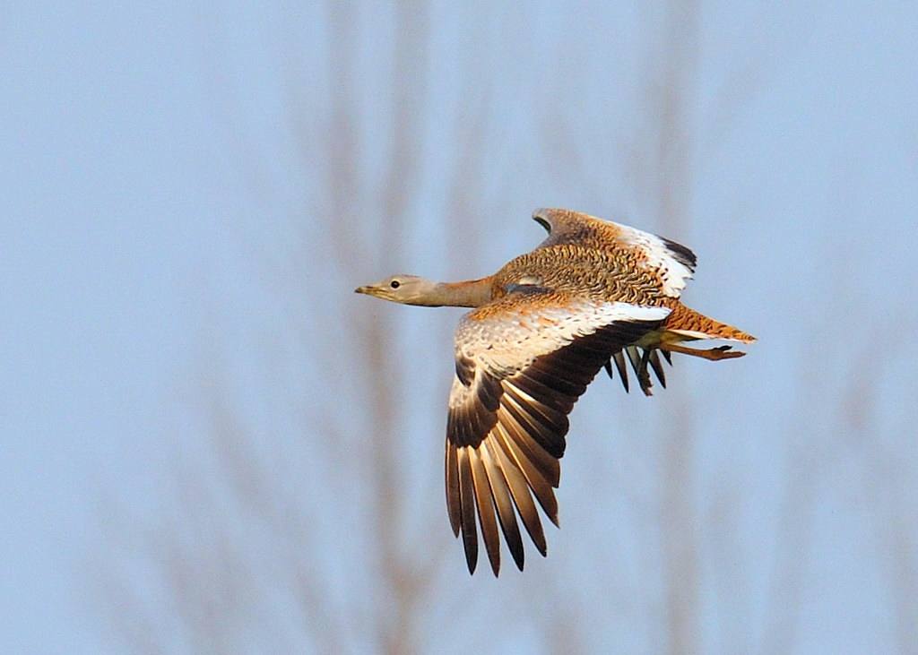 Great bustard - the heaviest flying bird - iNEWS