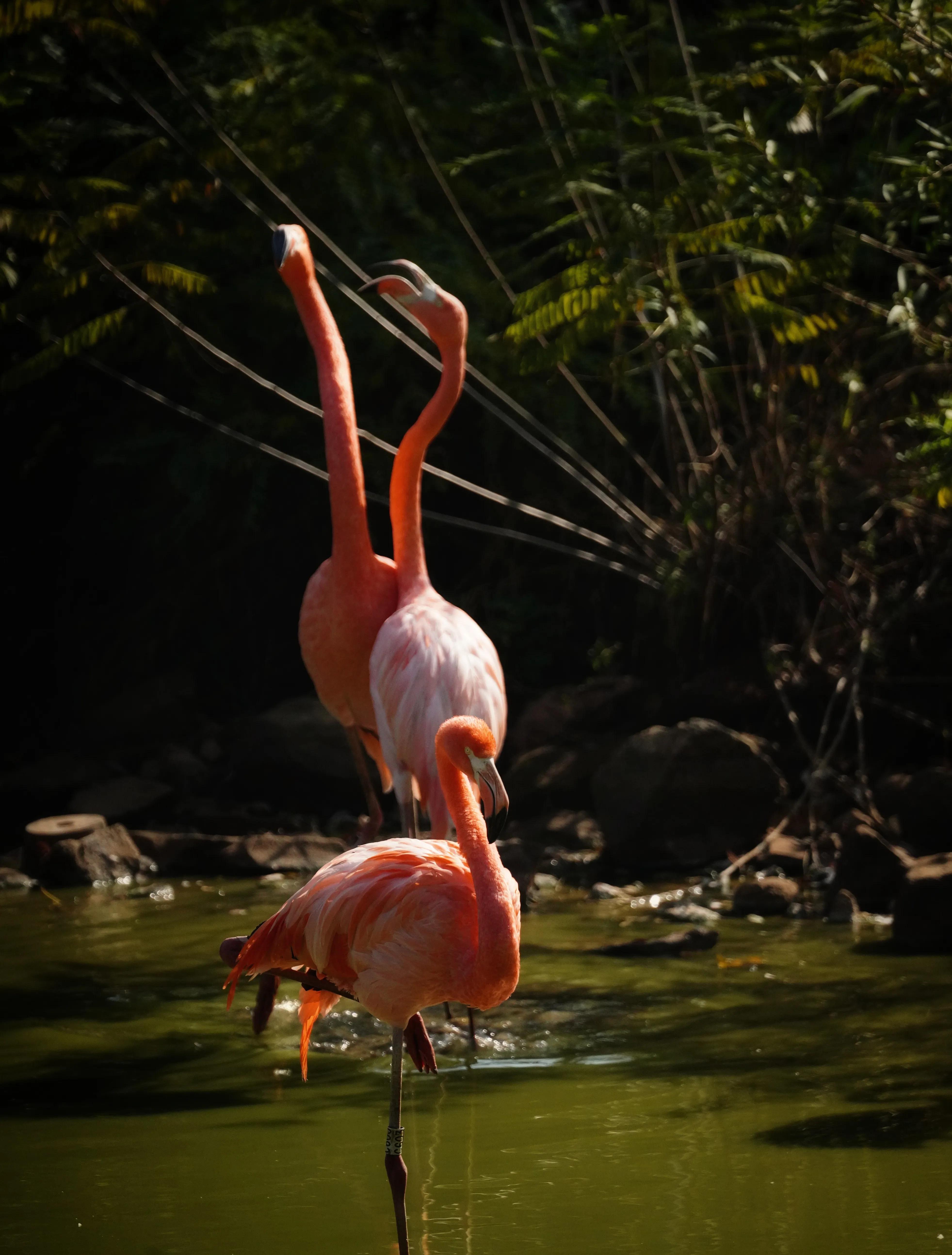 Happy learning to shoot birds - iNEWS