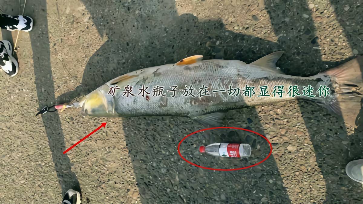 The finless porpoises haunt the Yangtze River in groups, the 1.6-meter ...