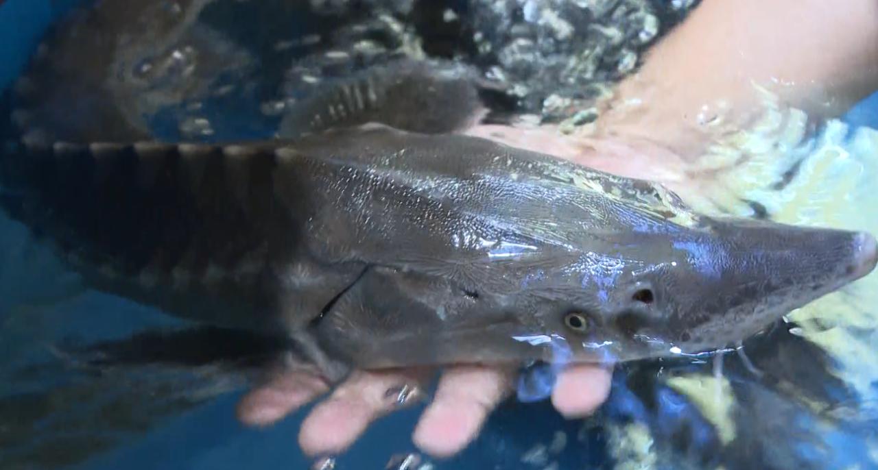 Protect "living fossils in water"!The owner of a restaurant in Keng ...