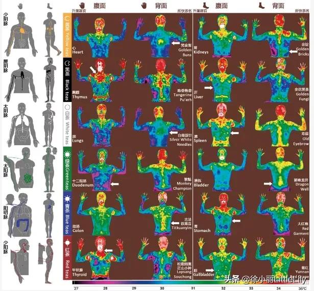 "Fudan University" released the complete image of human meridians for ...