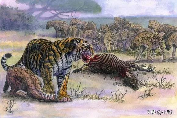 How many hyenas can compete with tigers? - iNEWS