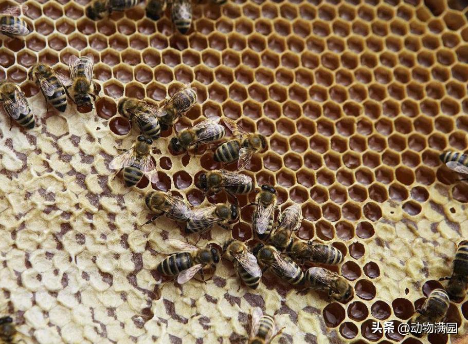 Species Encyclopedia:Queen Bee - iNEWS