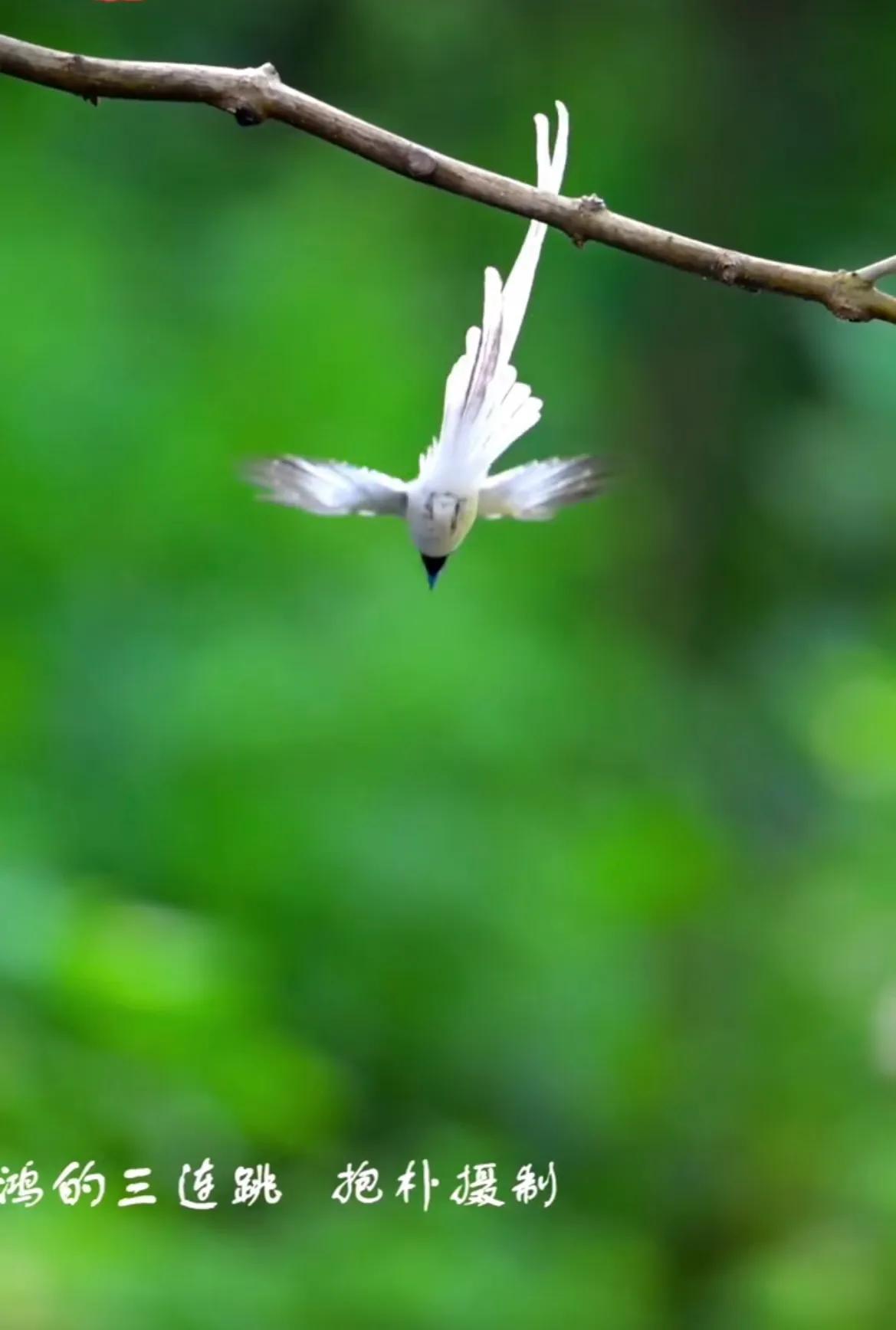 Good luck to those who see it, auspicious bird playing in the forest ...