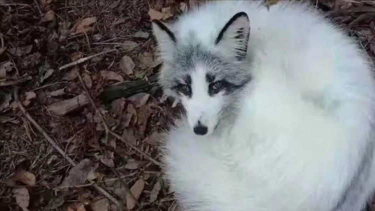 According to the legend of "white fox", they are the spokespersons of ...