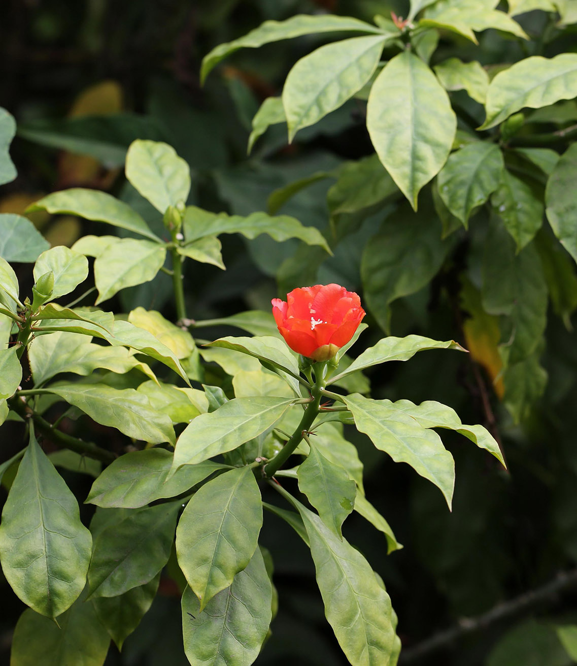 Beautiful/exotic flowers and plants appreciation series - the most ...