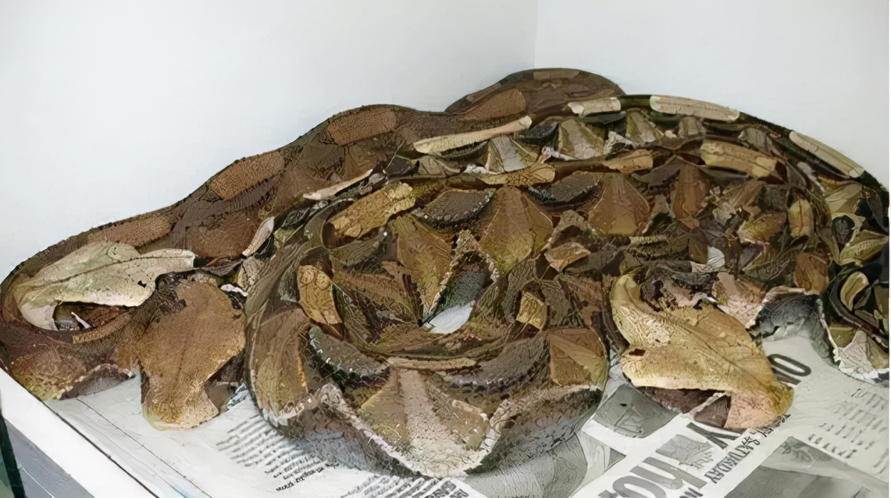 What is the snake with the longest fangs? - iMedia