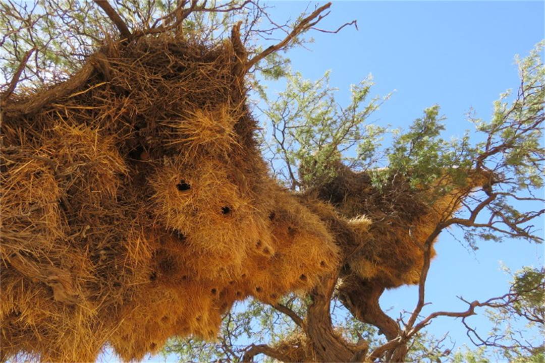The world's largest bird's nest, have you ever seen a bird's nest ...