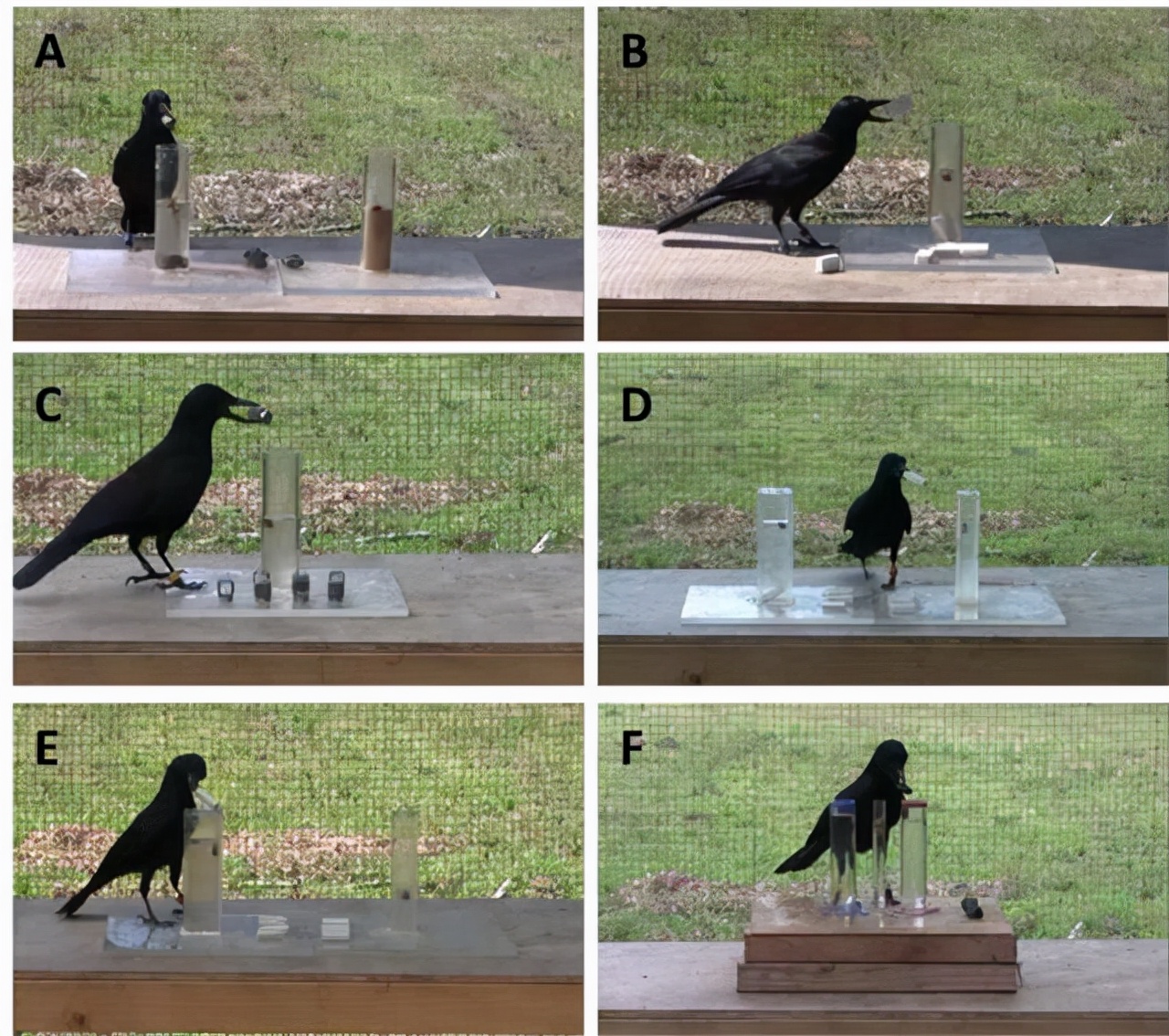 The smartest bird in the world, the IQ is too high to amaze everyone ...