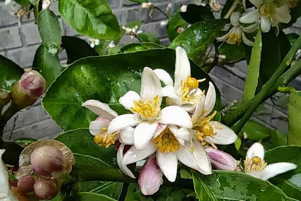 A plant whose fruit can survive for three generations-Daidaihua - iNEWS