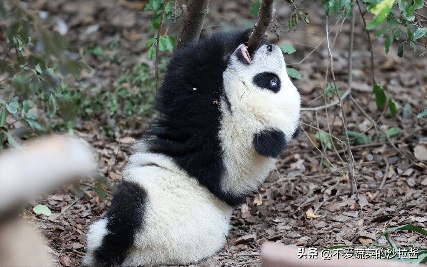 Disabled Panda Fu Wan! come on! Strong baby! - iMedia