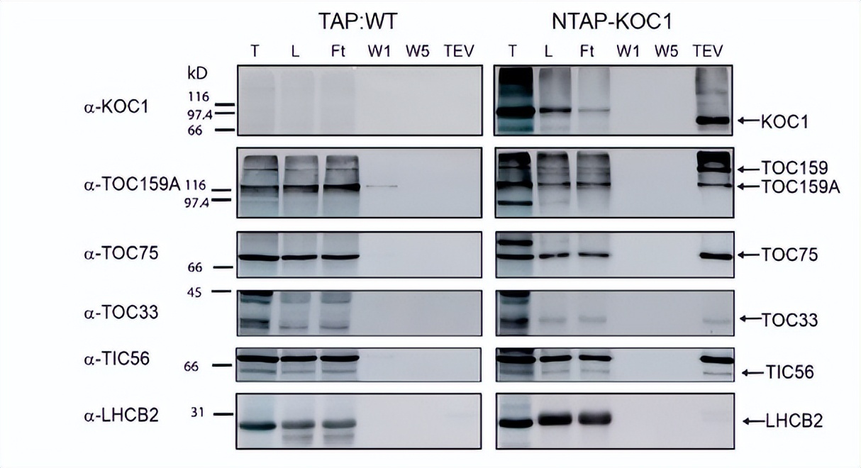 Novel chloroplast outer membrane kinase KOC1 is an essential component of the plastid protein ...