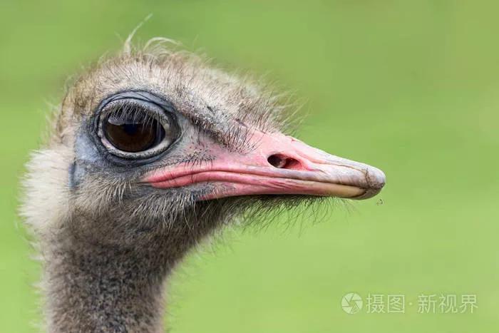 so amazing! An ostrich's eyes are bigger than its head - iMedia