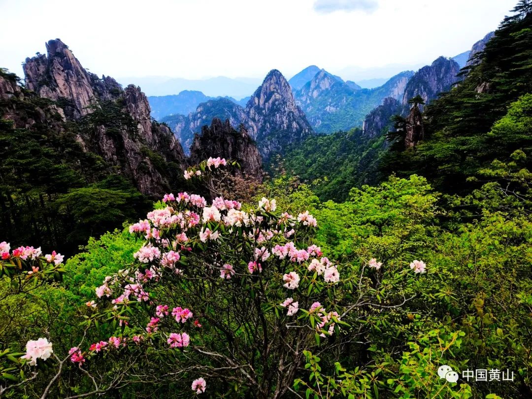 [Where is the beauty of beautiful Huangshan] Huang Liangshun: after the ...