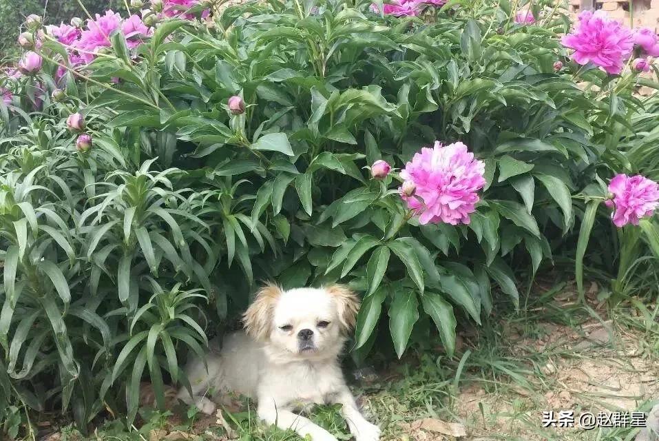 Shirai Simiko (poetry) - iNEWS