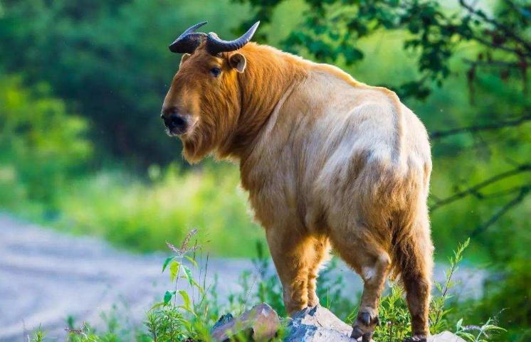The Qinling takin is partially flooded and even hurts humans, but why ...
