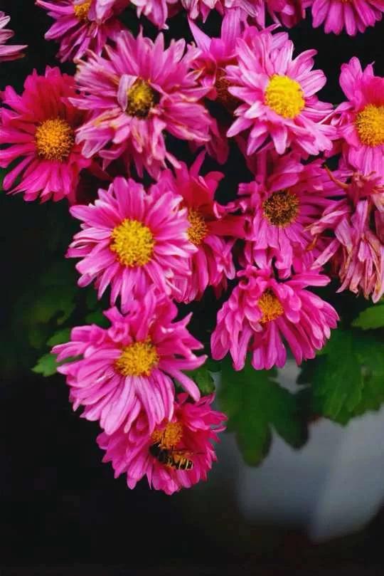 flowers bloom silently - iNEWS