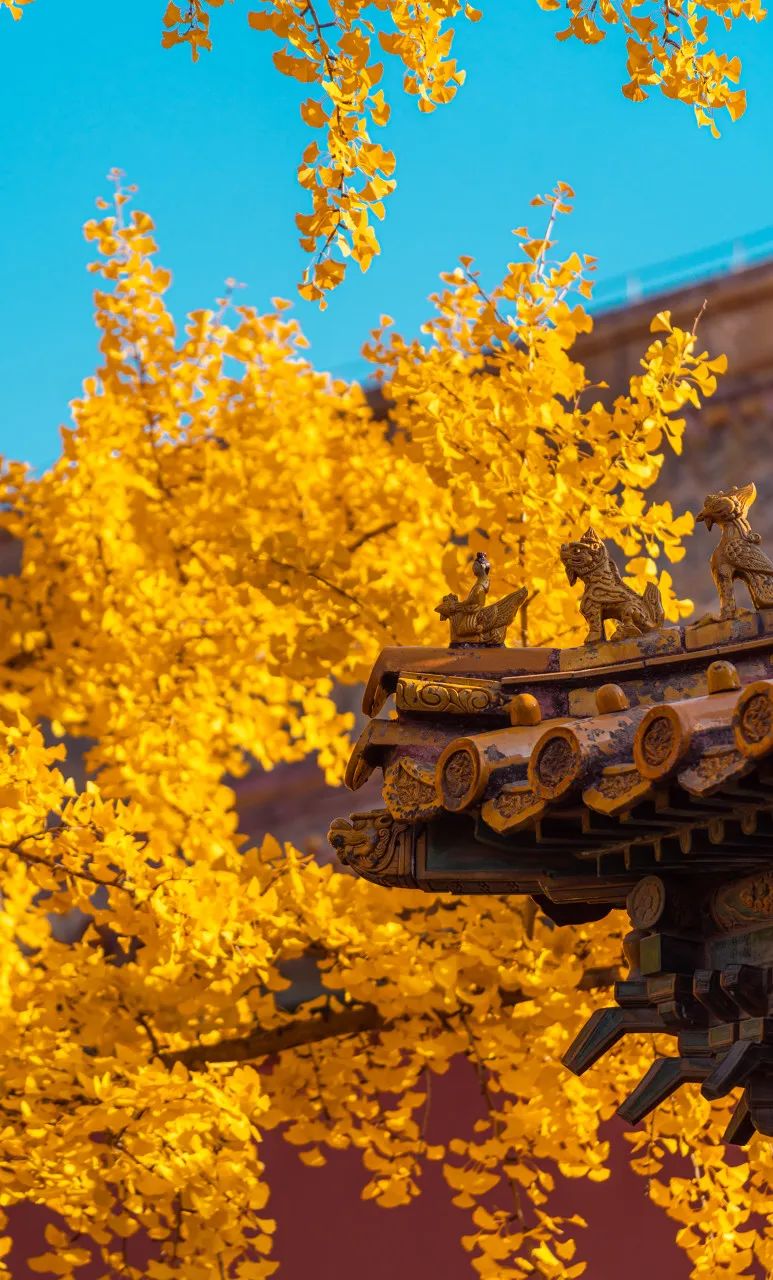 Autumn in Beijing is something everyone will envy - iNEWS