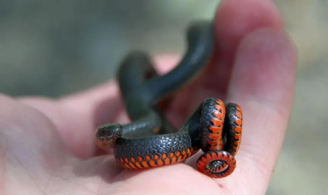 Ring-necked snake - iNEWS