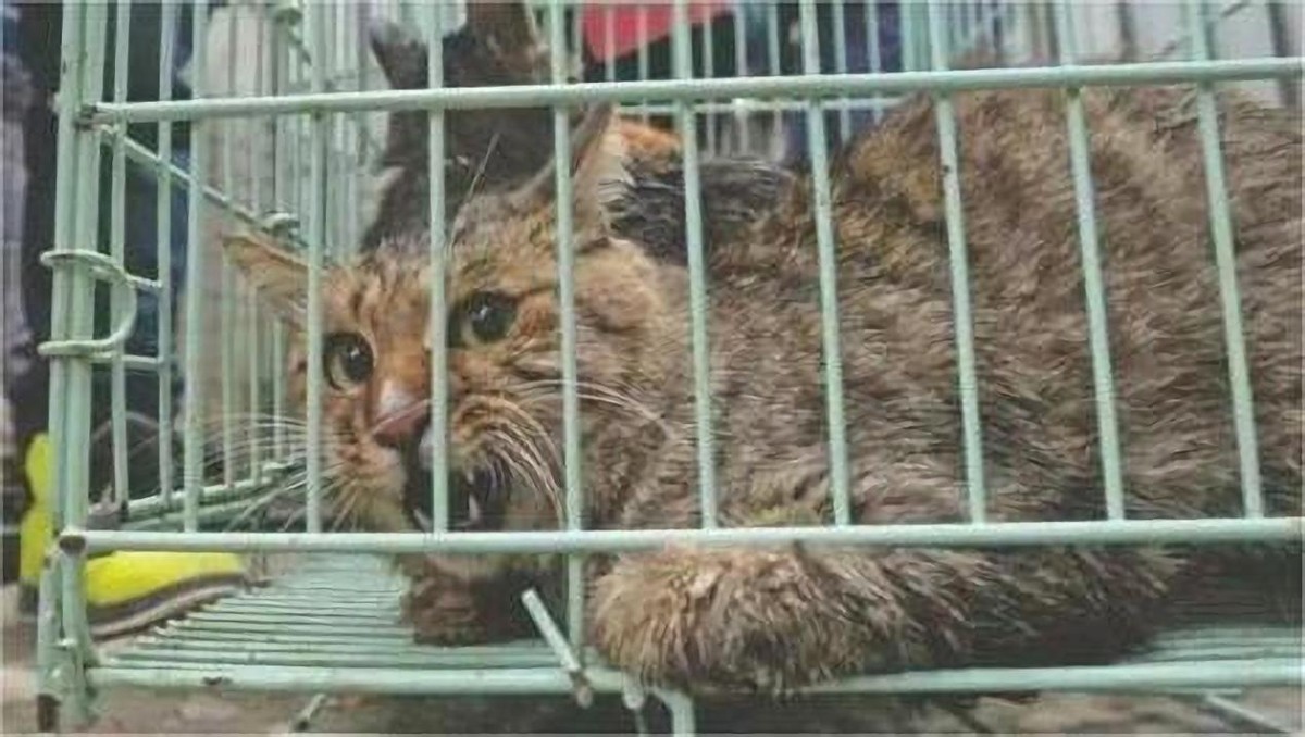 Are cats not pets in this country?But nourishing food!Why did they ...