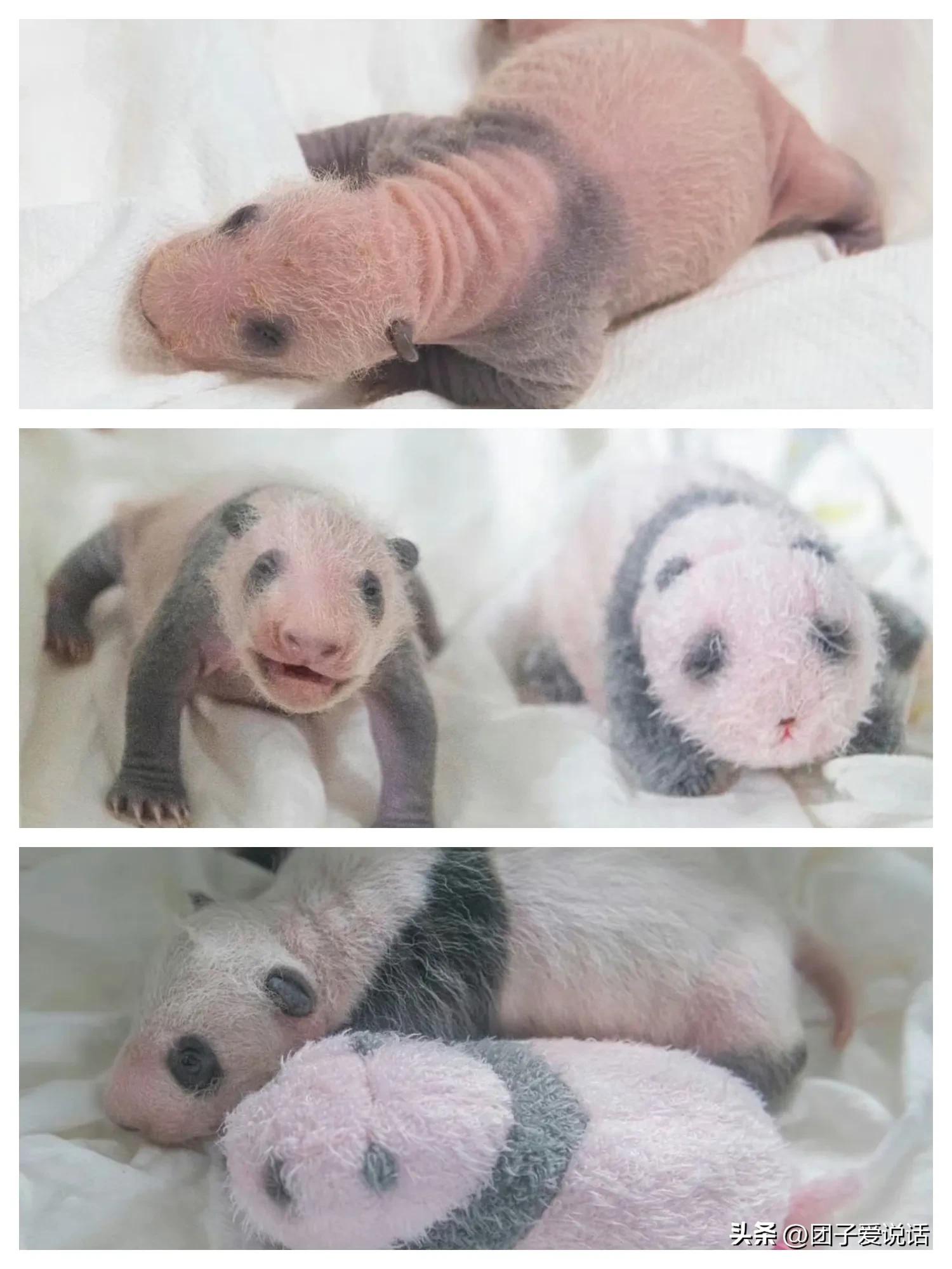 Worth watching, the strange birth of panda cubs - iNEWS