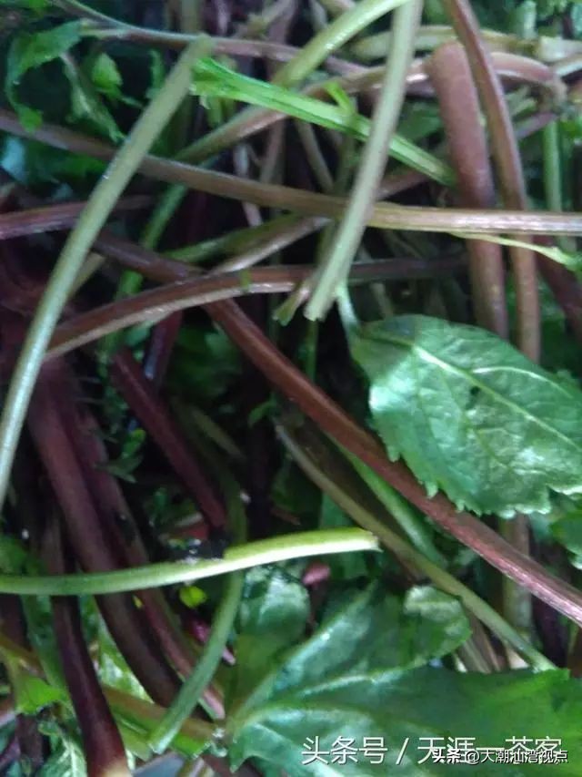 Breakfast delicacy, Chaoshan special pearl vegetable pig blood soup ...