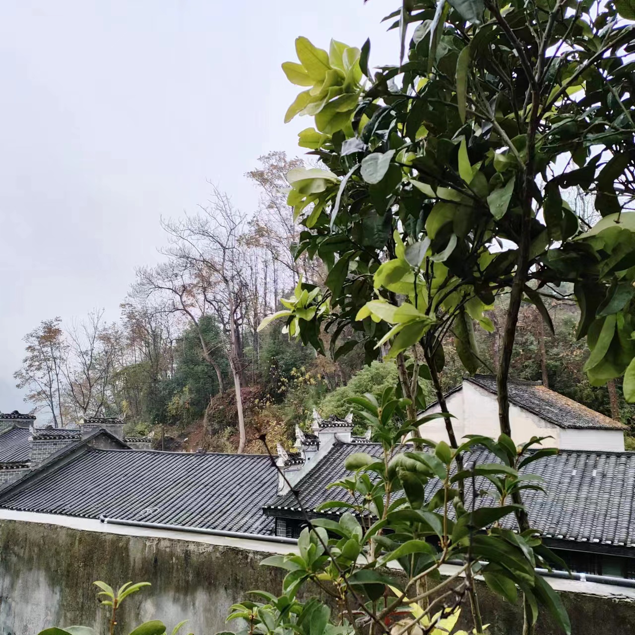 Drizzle in the twelfth lunar month - iNEWS