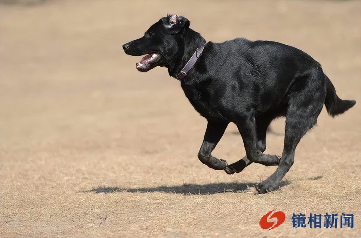 Joe Secu's dog: Colonel rank, lives in a villa, has a special car, only ...