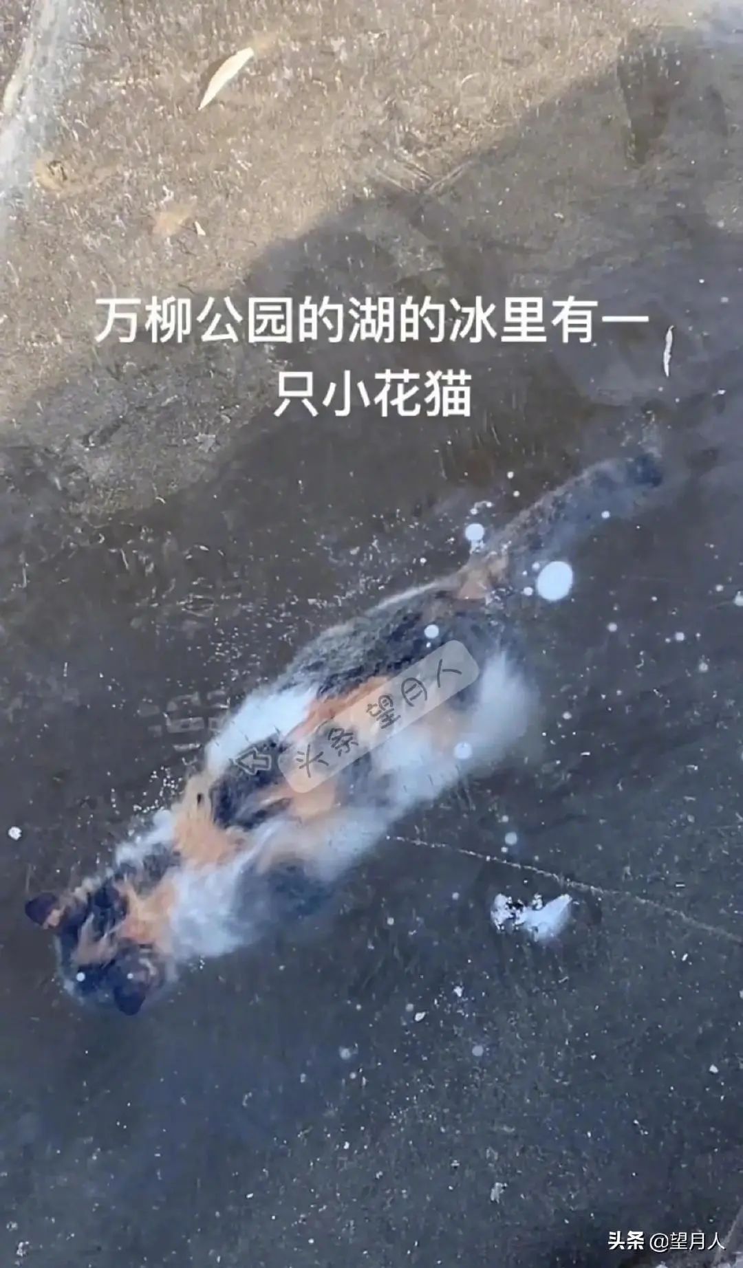 The Sanhua cat was frozen to death under the ice. How many stray cats ...