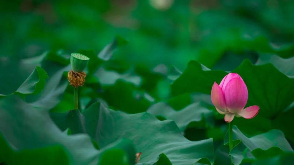 The ten most beautiful summer poems, for you in summer - iNEWS