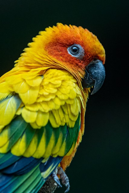 The parrot learned to imitate the male owner's "explicit" words ...