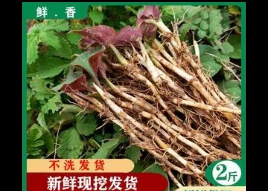 Is Houttuynia cordata (Zheergen) delicious? - iNEWS