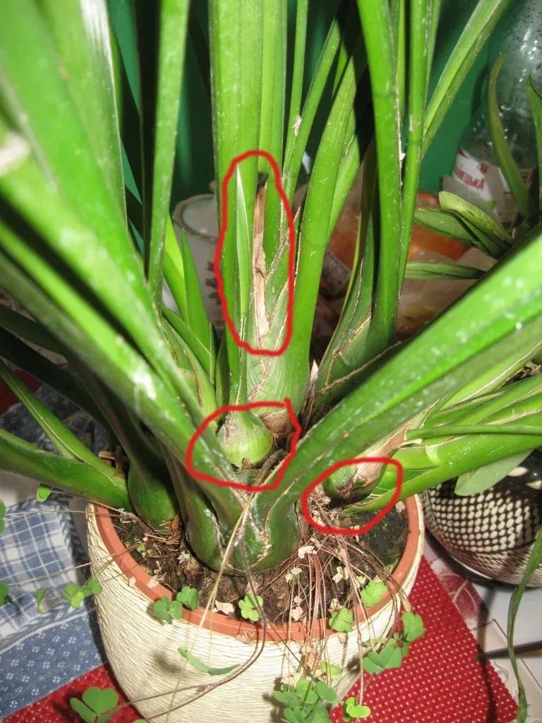 Potted Cymbidium cymbidium grows new buds in autumn, take care of ...