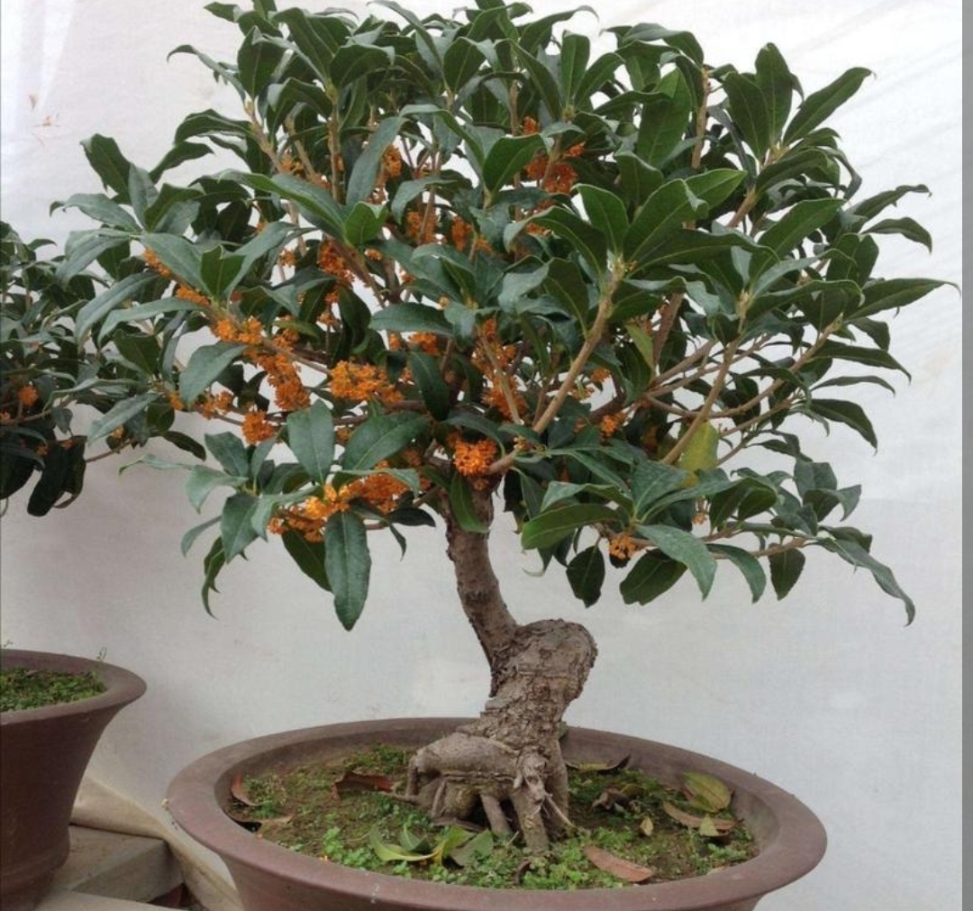 5 kinds of trees "prosperous wealth", suitable for keeping at home ...