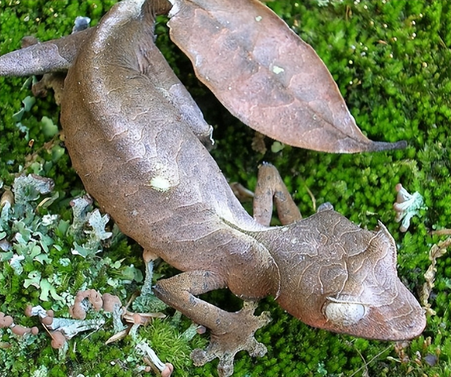 The Satanic Leaf-tailed Gecko: Ecological Wonders and Conservation ...