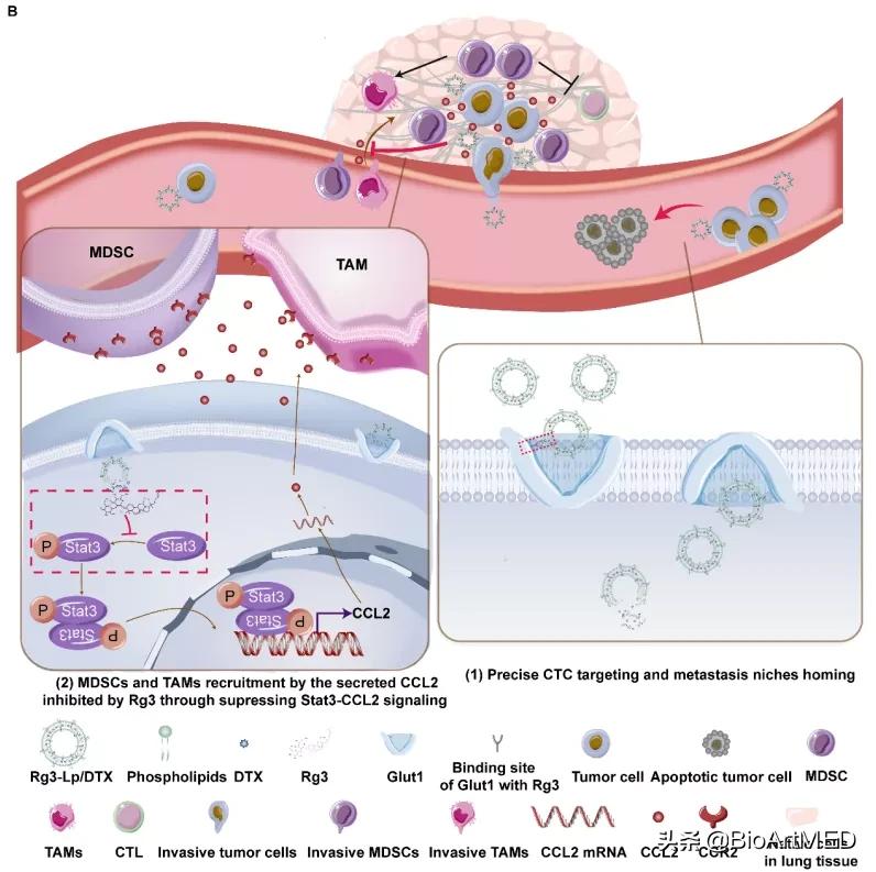 Wang Jianxin's team developed a multifunctional ginsenoside nano ...