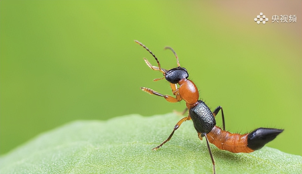 Don't shoot this bug! The venom is comparable to sulfuric acid, and ...