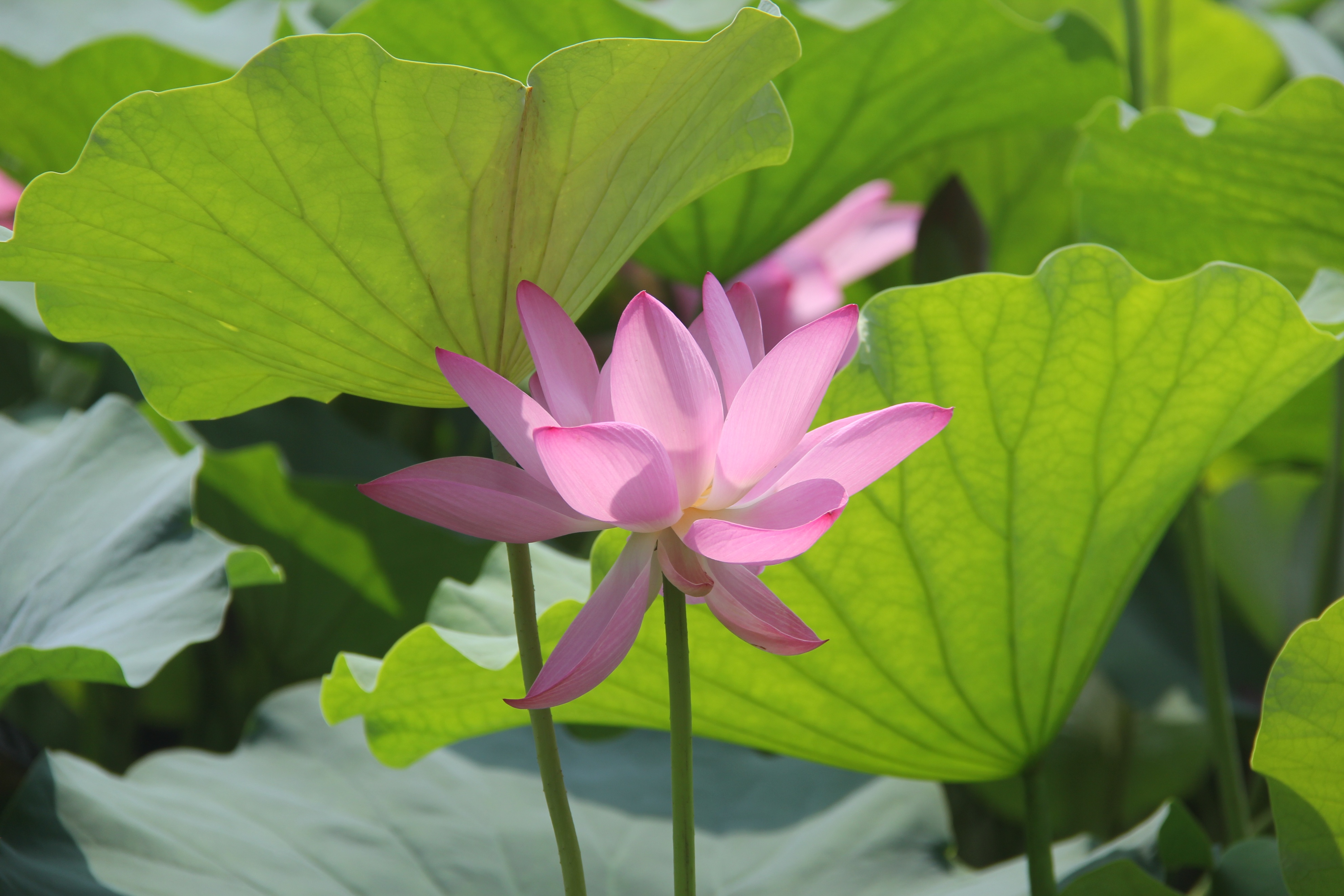 Recalling Teacher (Six Poems) Zhang Xingui - iNEWS