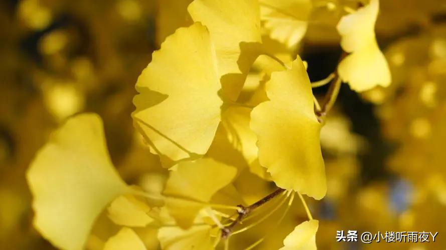 Unraveling the Mystery of Ginkgo: The Wonderful Power Hidden Behind the ...