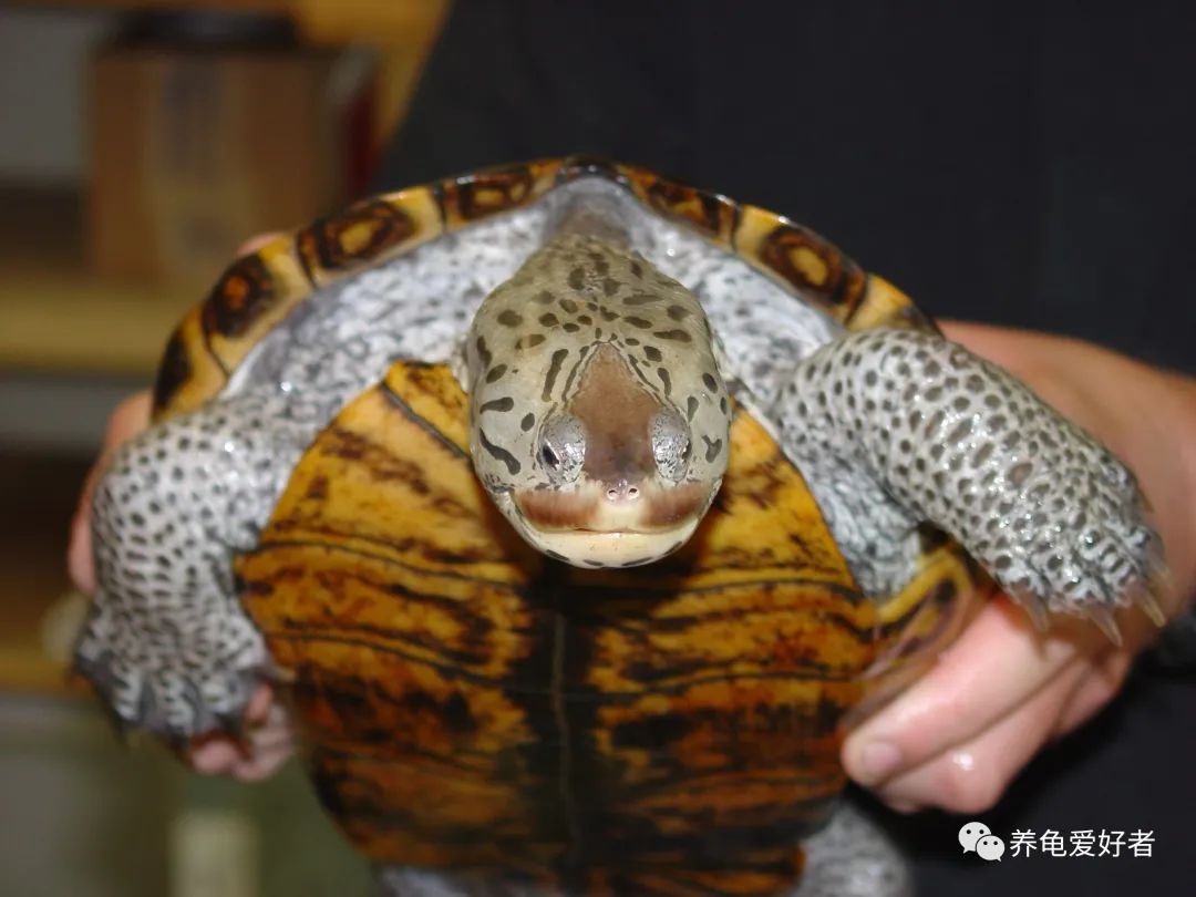 Is there the easiest way to raise turtles?it comes - iNEWS