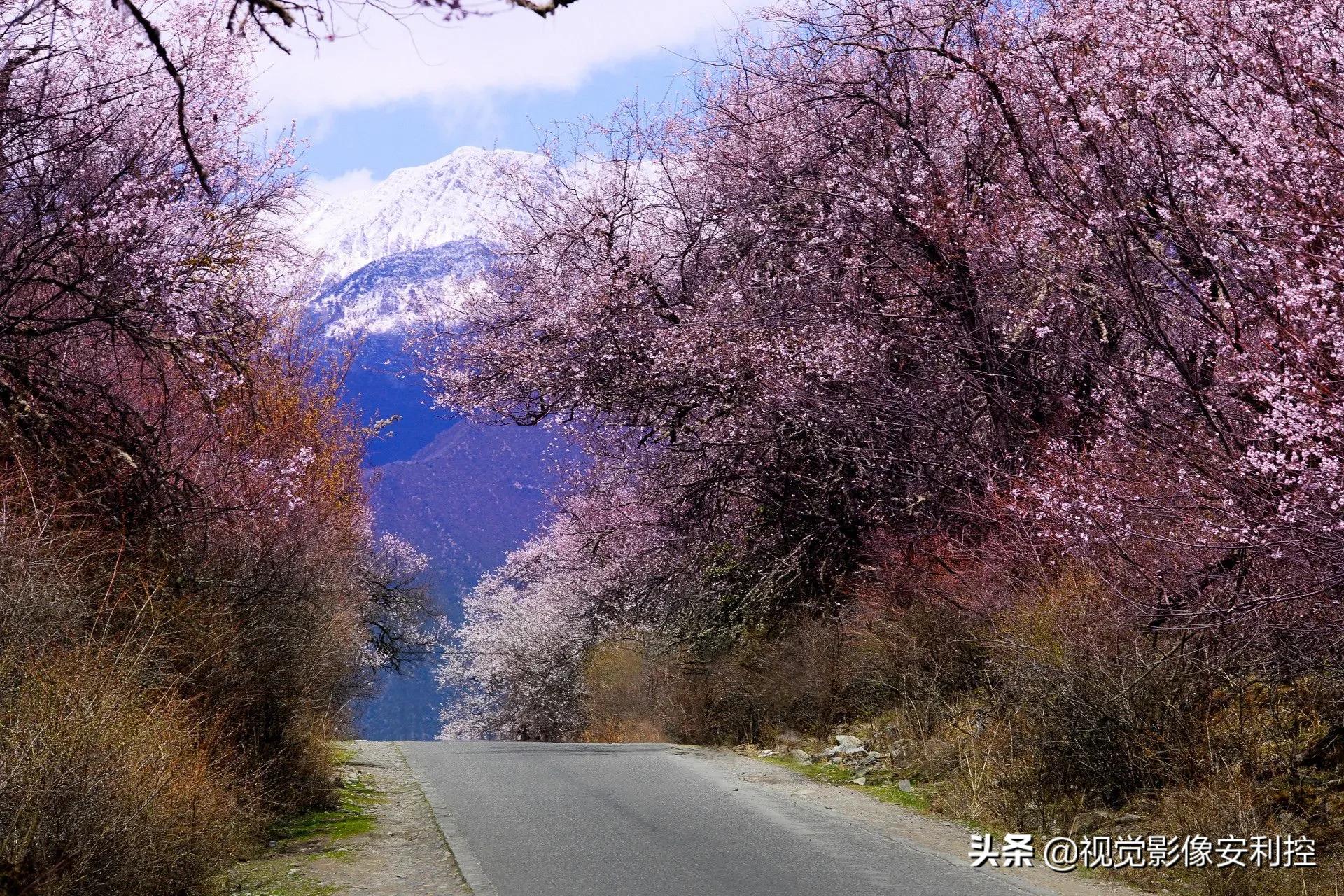 "Tibet Nyingchi" Spring Peach Blossom Viewing Guide - iNEWS